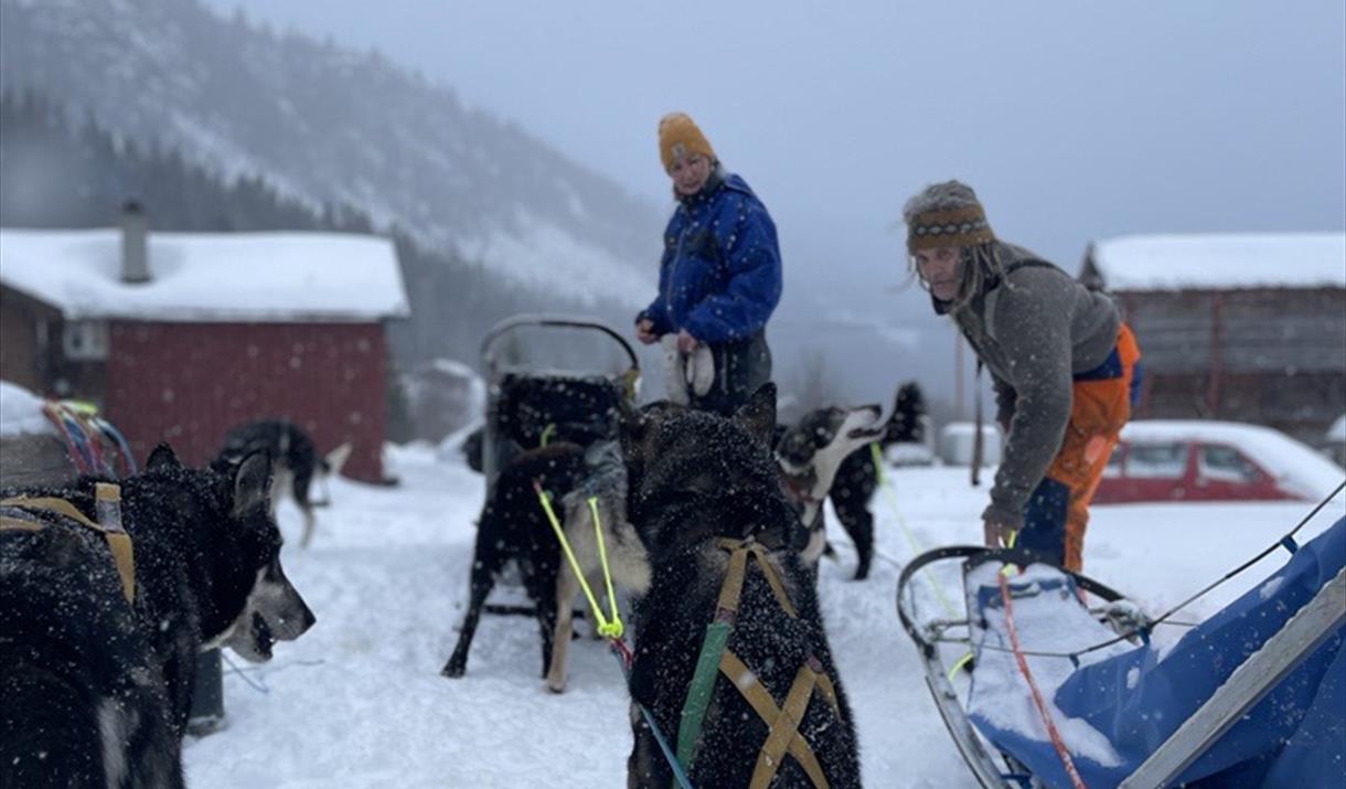 Dog sledding with Petter Killi - Nature in Tinn - Rjukan